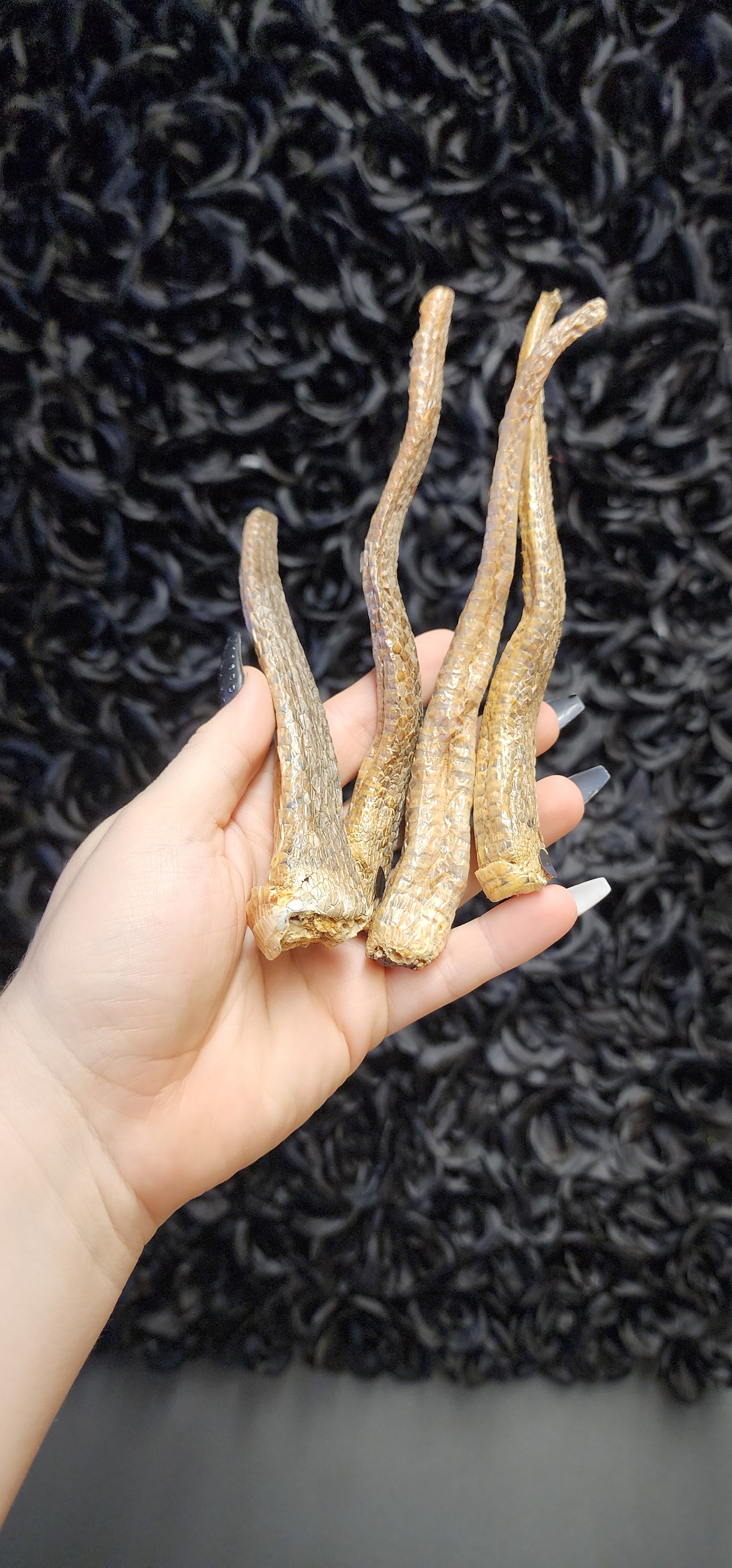 Large Freeze Dried Snake Tail | The Velvet Coffin