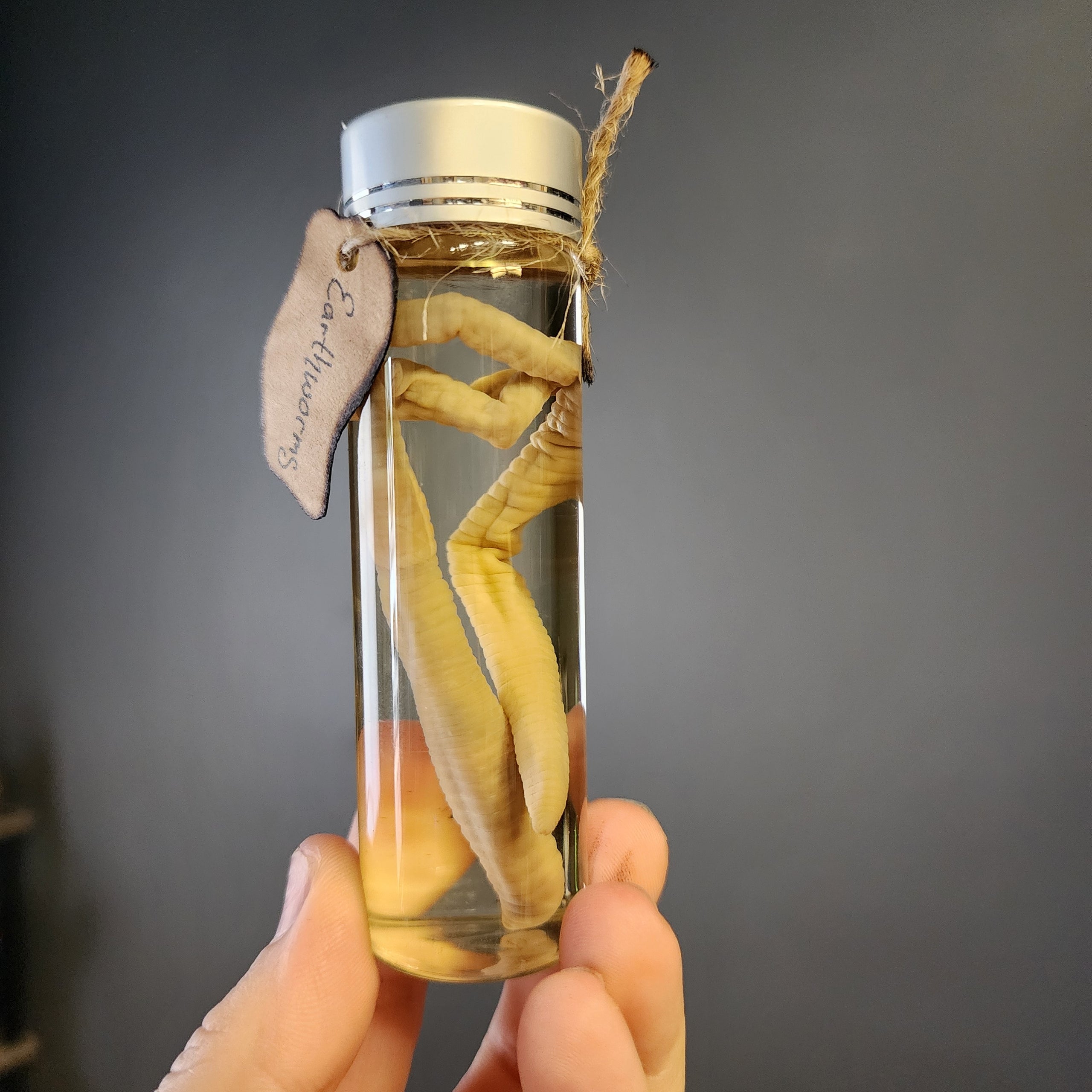 Preserved Earthworm | The Velvet Coffin