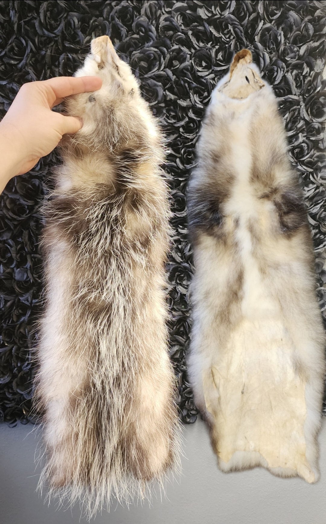 Possum Pelt | The Velvet Coffin